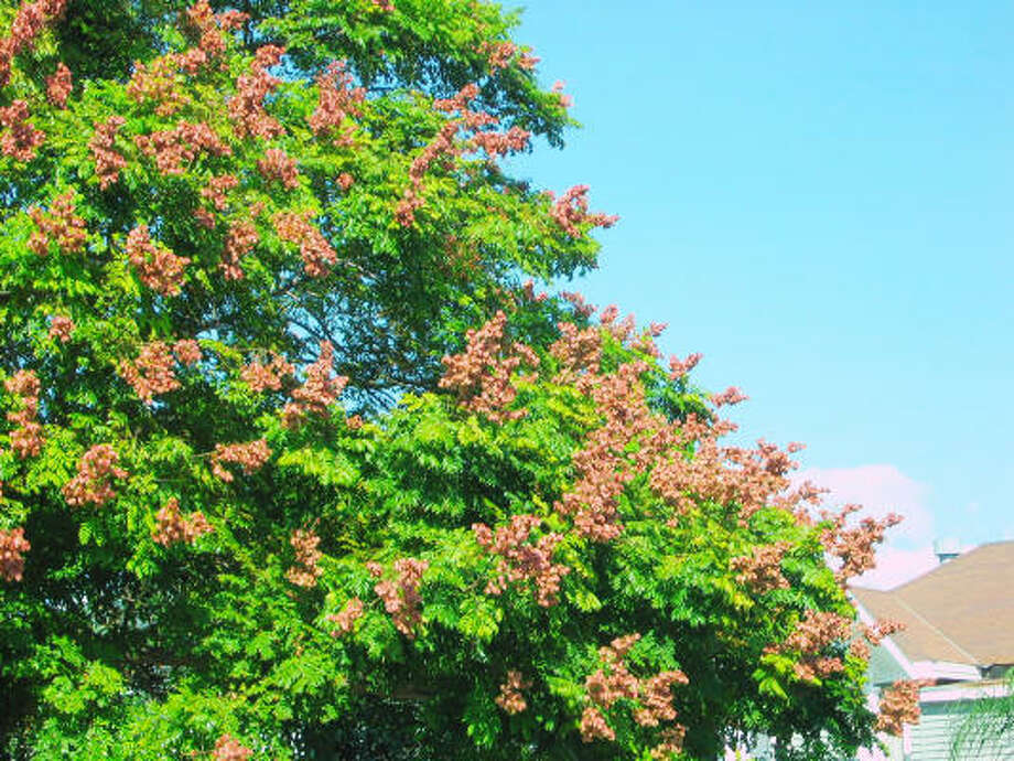 What are the trees with coral-pink blooms? - Houston Chronicle