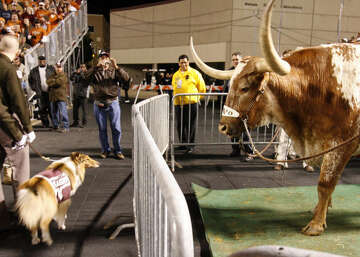 Bevo XV makes his debut 100 years after the first Bevo went to a UT ...