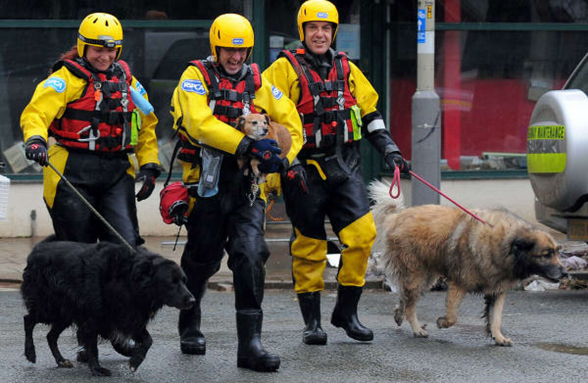Flood dogs