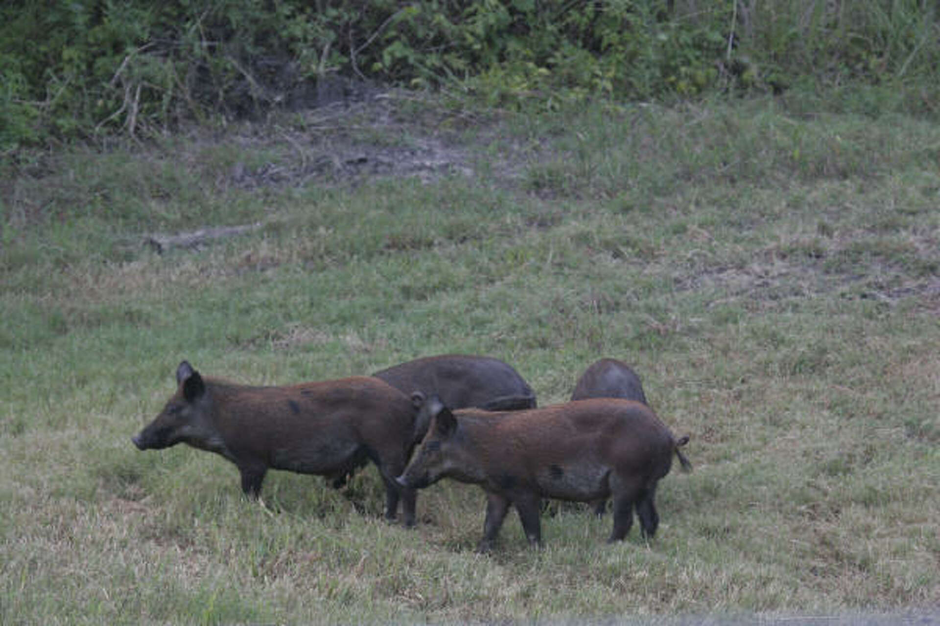 Tales of giant hogs don't carry weight
