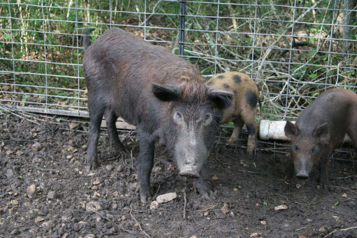 Feral hogs on rise in county