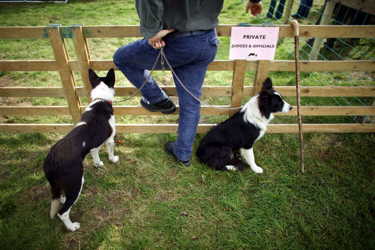 Sheep dog trials