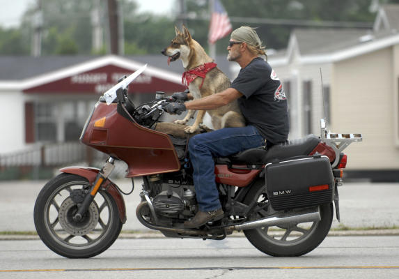 Biker dogs