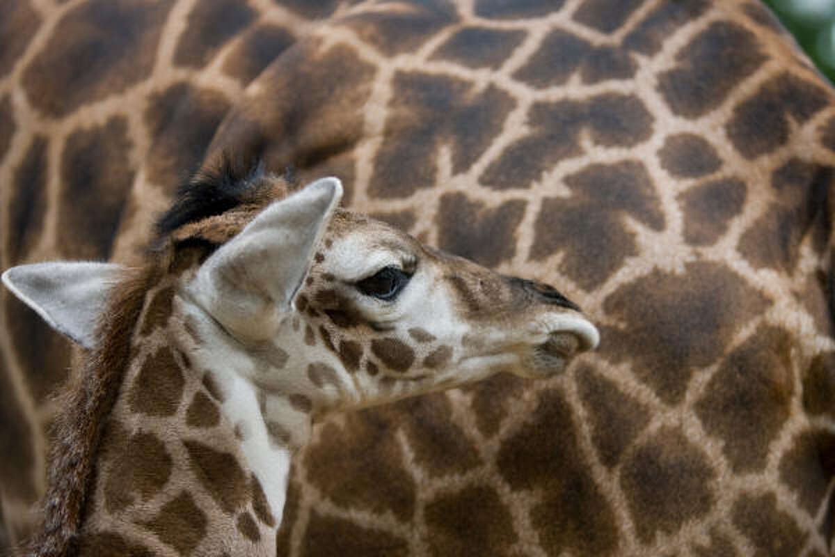 Houston Zoo welcomes a baby giraffe