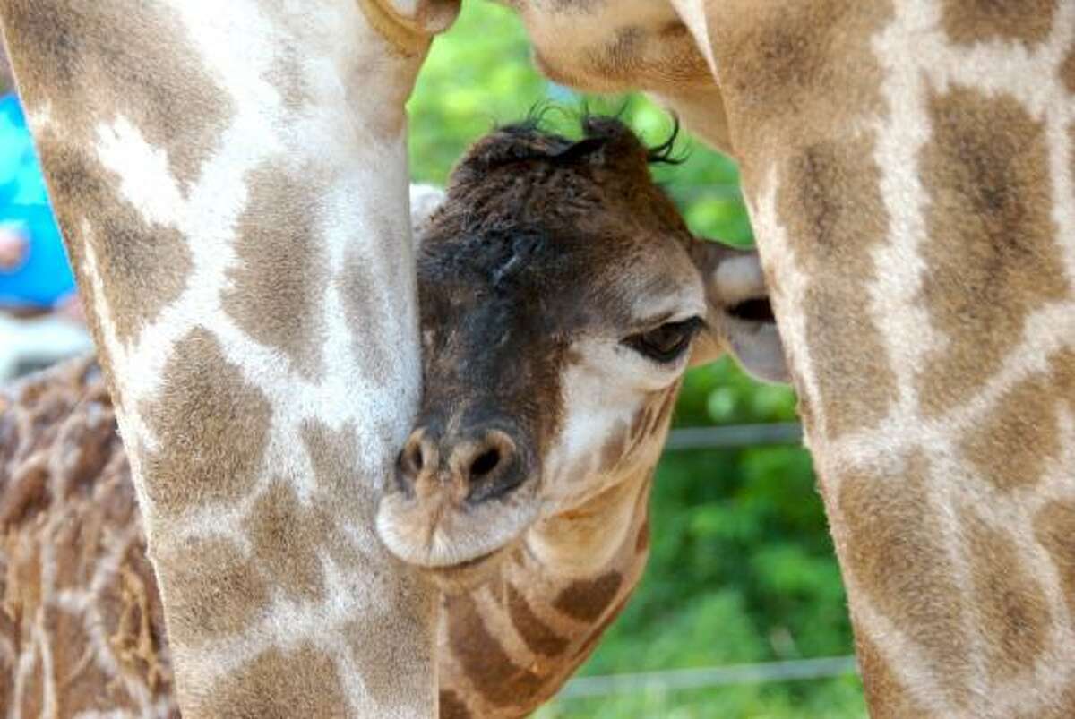 Houston Zoo welcomes a baby giraffe