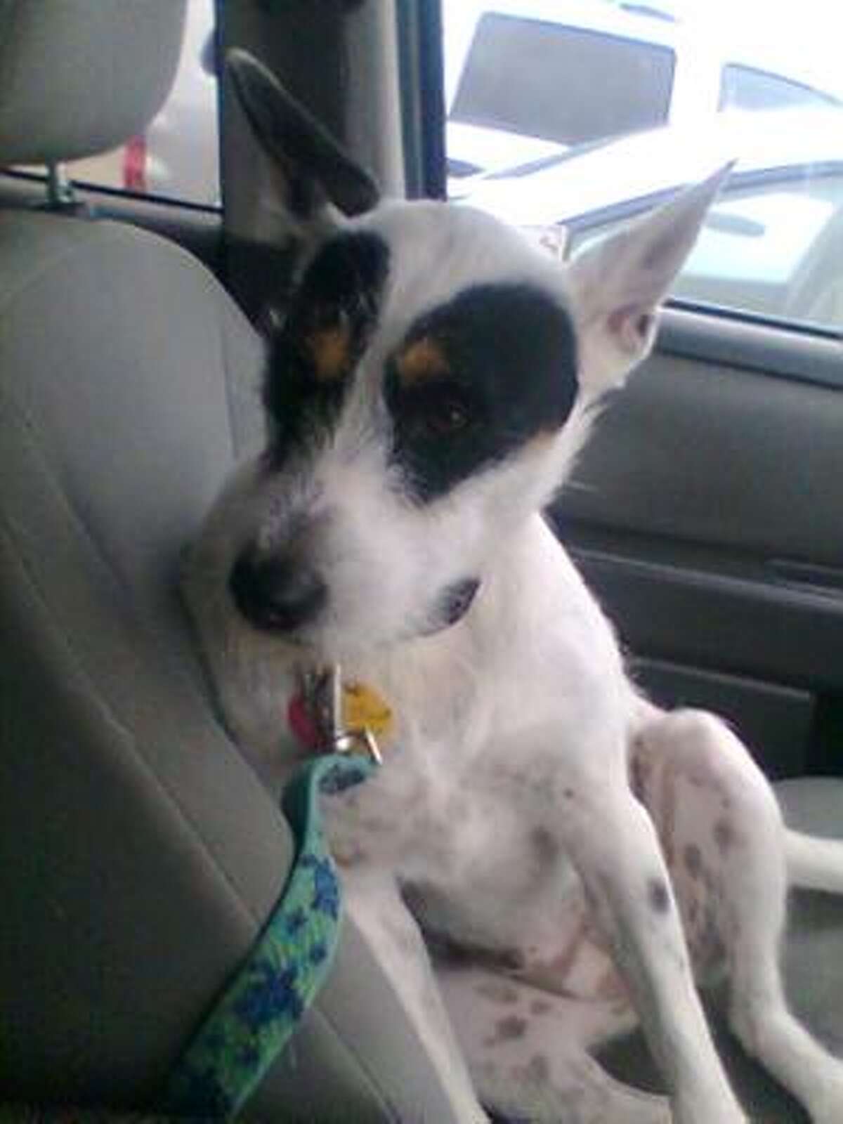 Galveston police reminds you that dogs die in hot cars with provocative ...