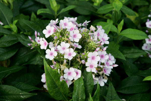 TOP 10 HOUSTON PLANTS FOR SPRING