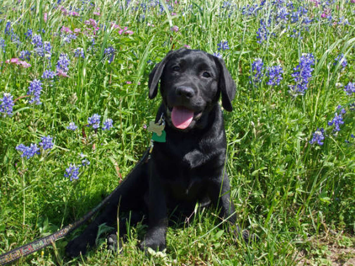Dog names that perfectly define what it means to be from Texas