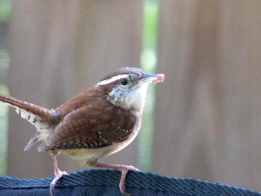 WREN FAMILY