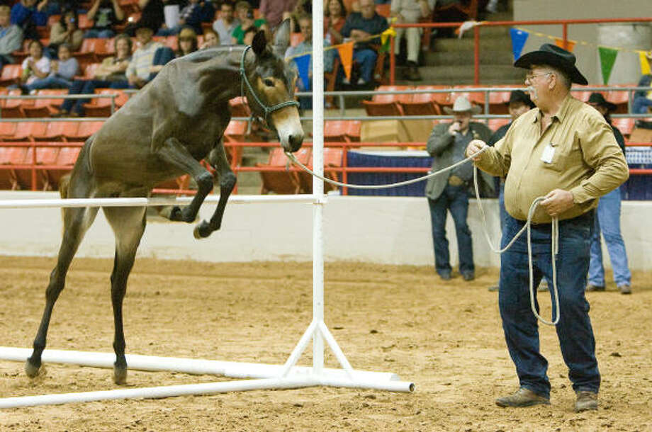 The Houston Livestock Show and Rodeo 2009 - Houston Chronicle