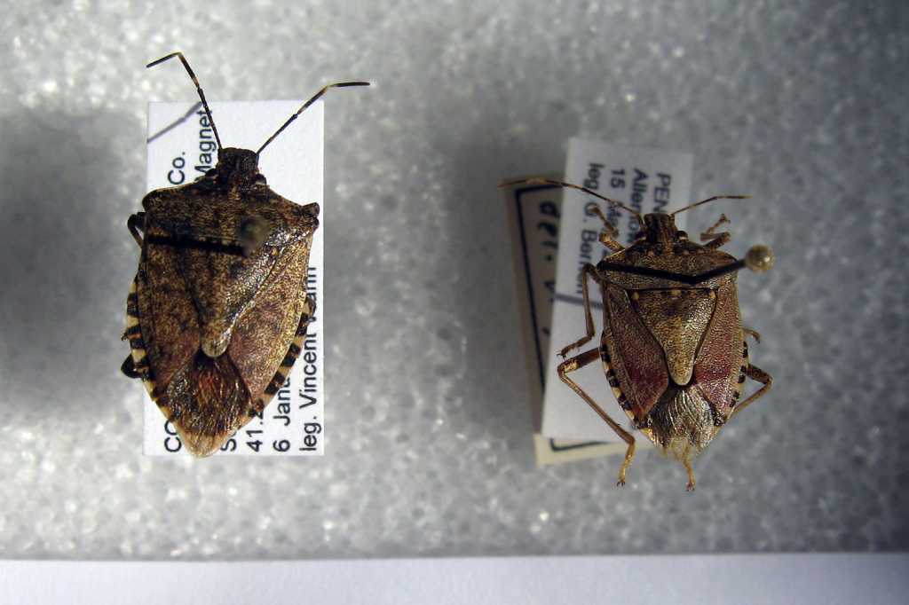 Invasive stink bug seen as major threat to farms in state