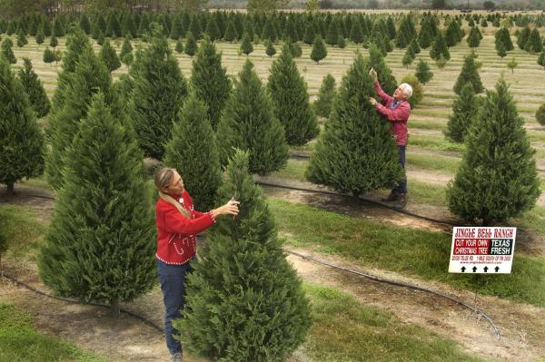 How to pick out a Christmas tree
