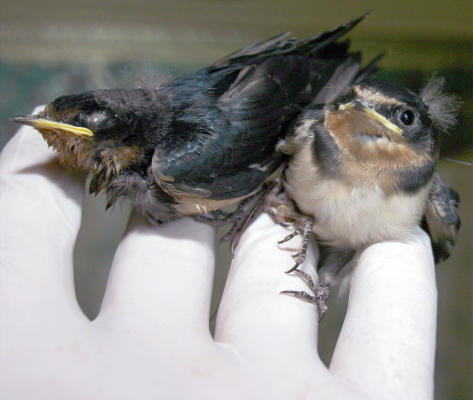 Rare conjoined birds found in Arkansas (w/pic)