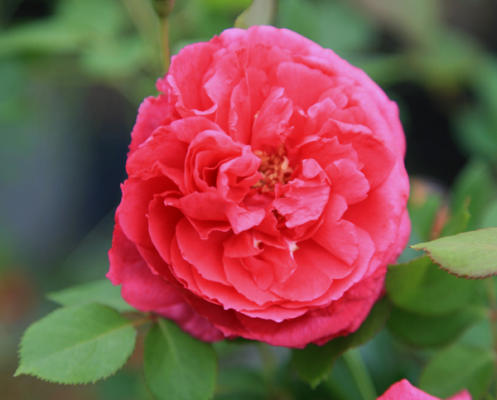 Immortality in the garden: Your own rose