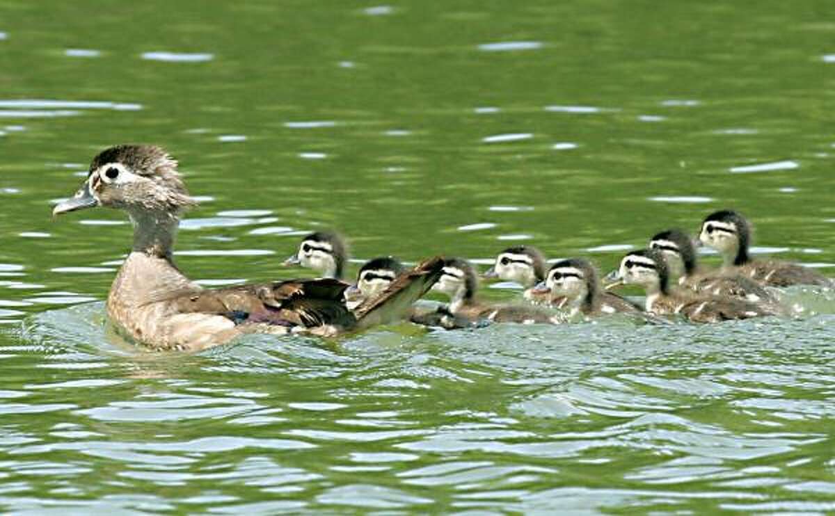 Texas ducks holding firm despite lack of rain