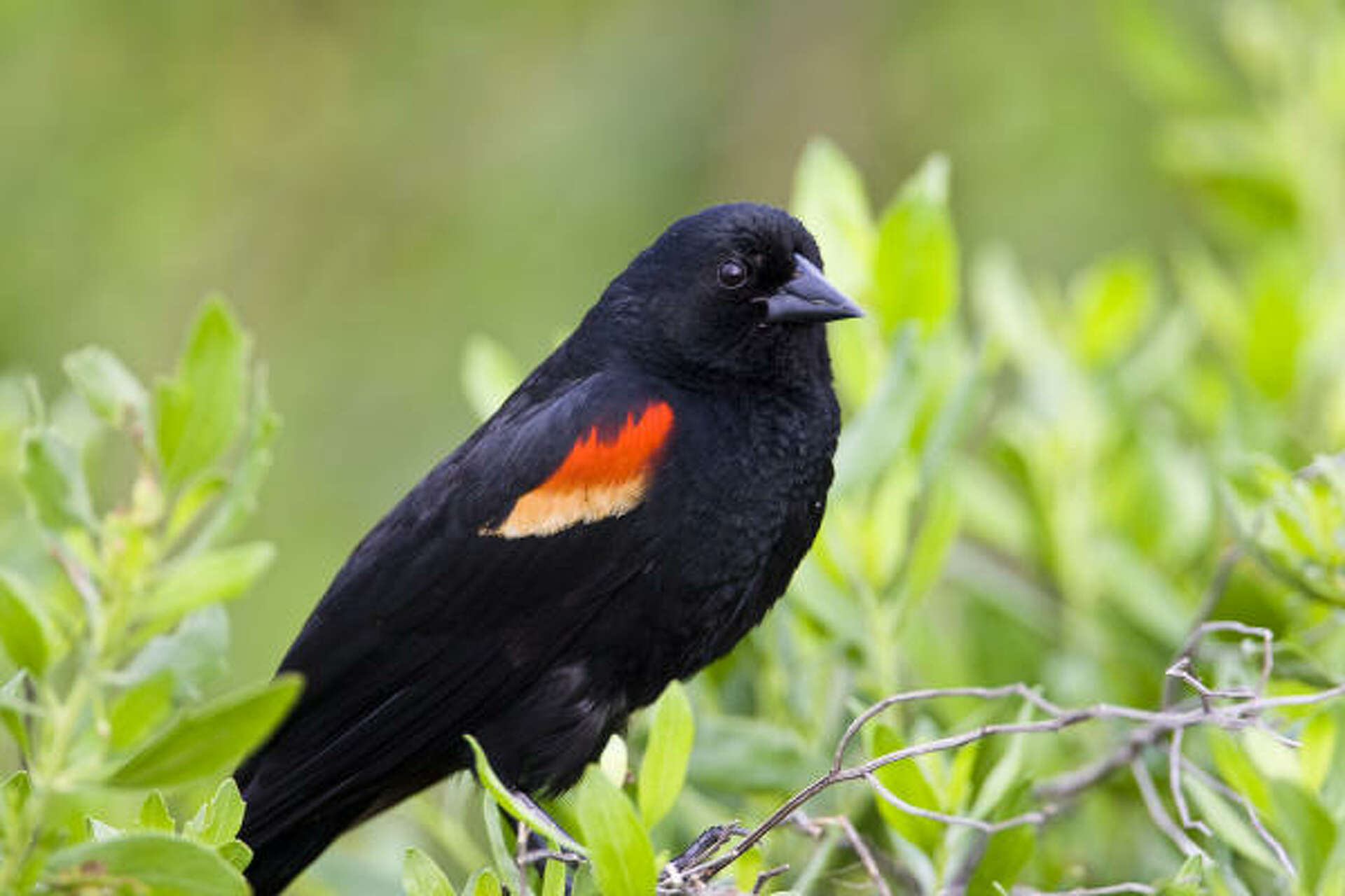 A salute to red-winged blackbirds
