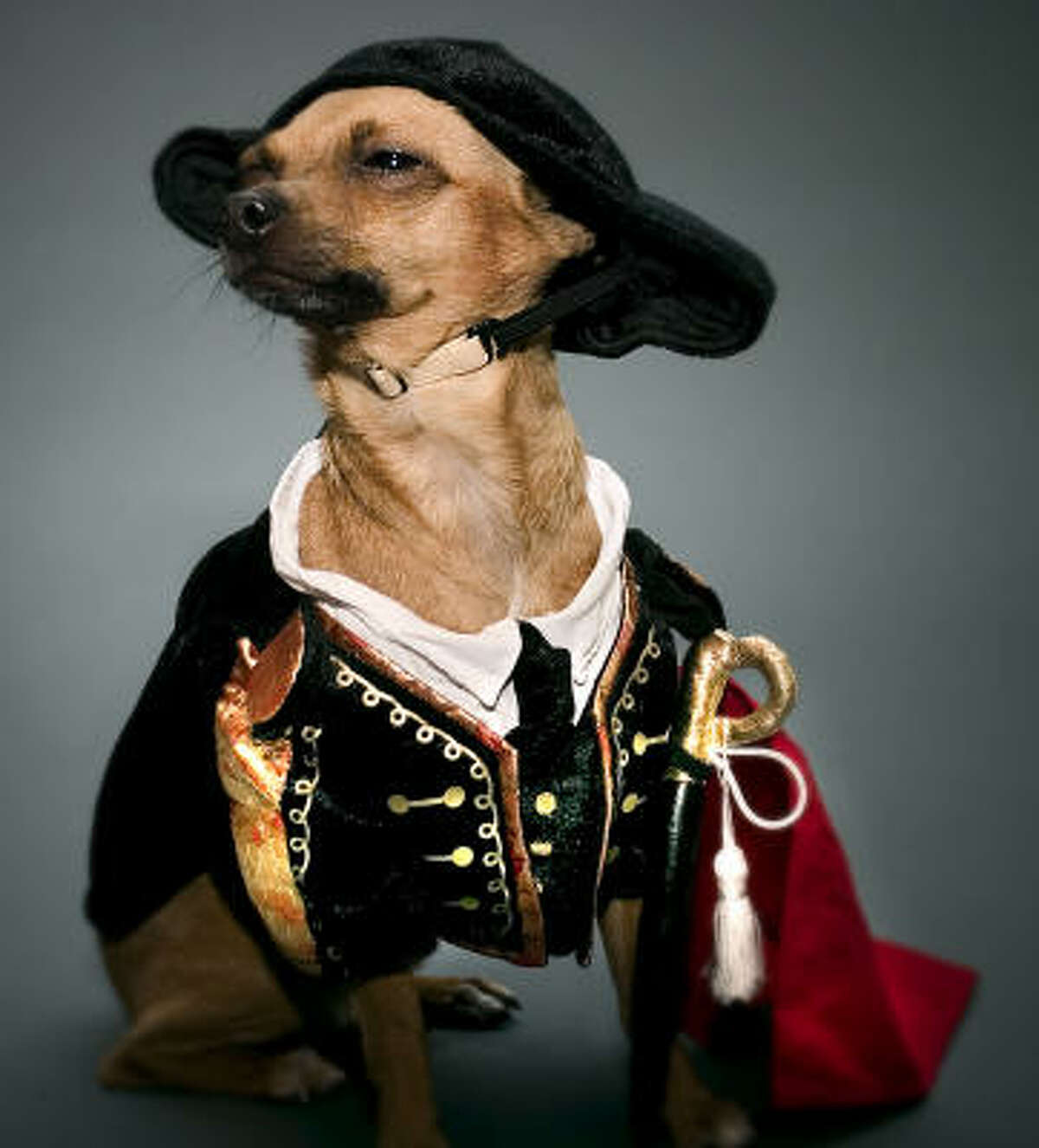 Dogs in togas and other Halloween spectacles