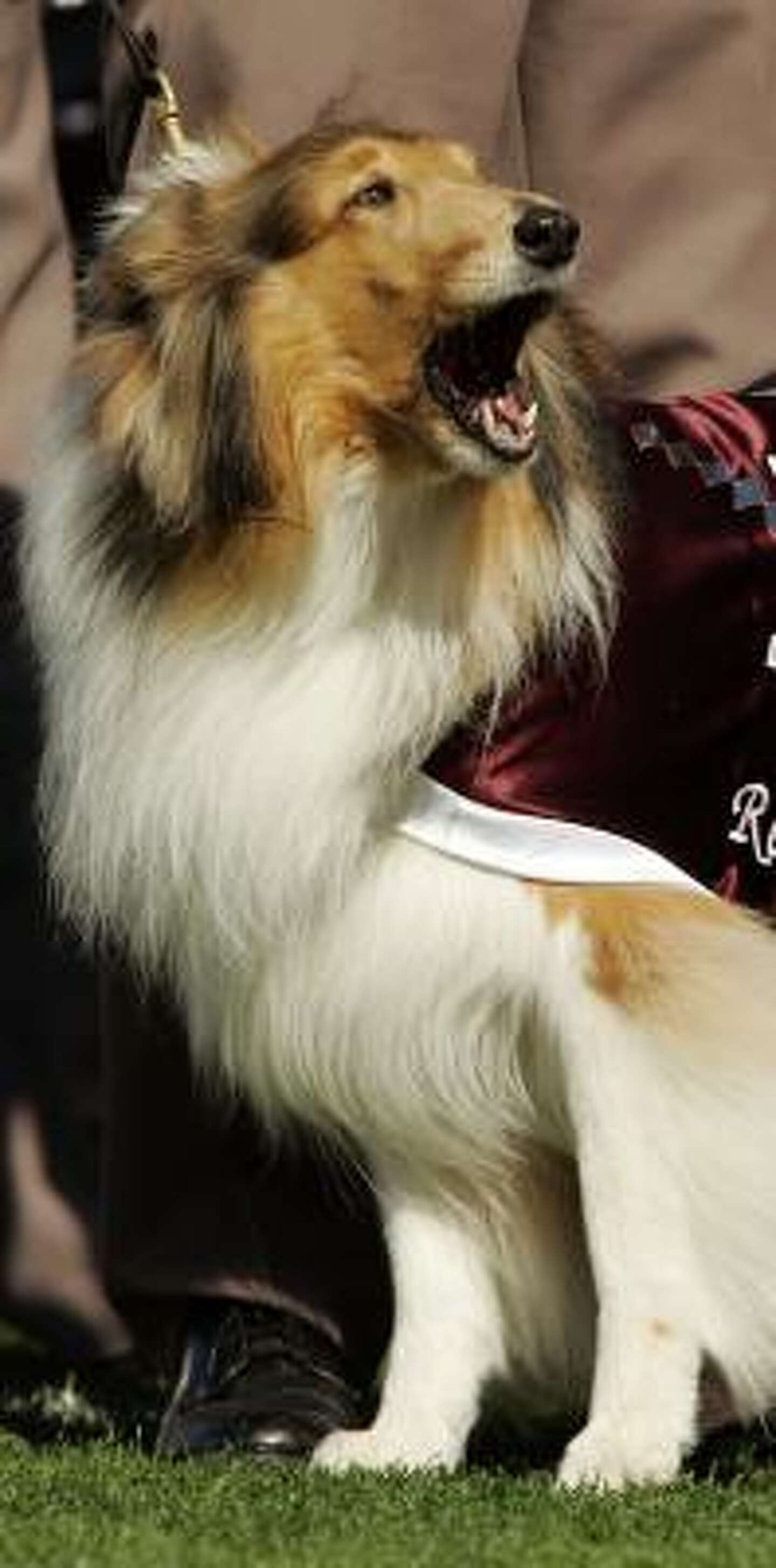 Retired A&M mascot Reveille VII dead at age 12