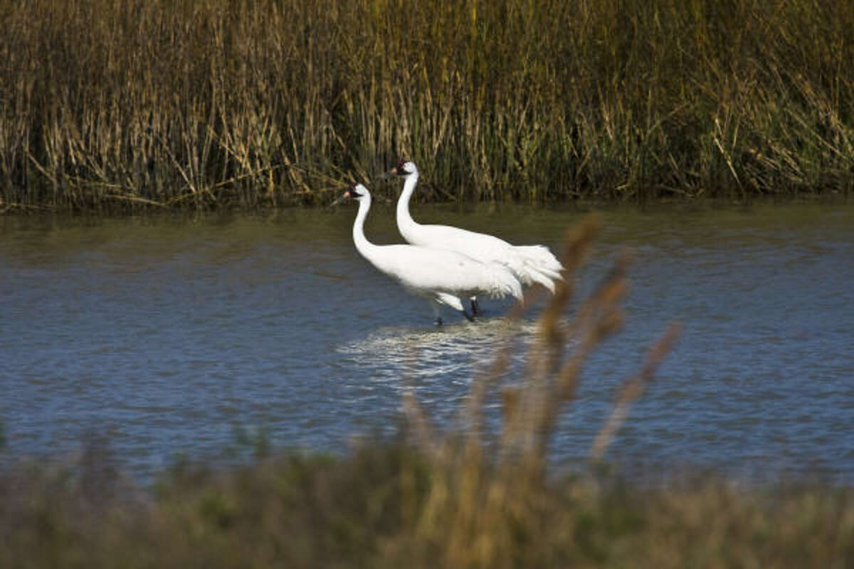 Whooping cranes return to Texas coast