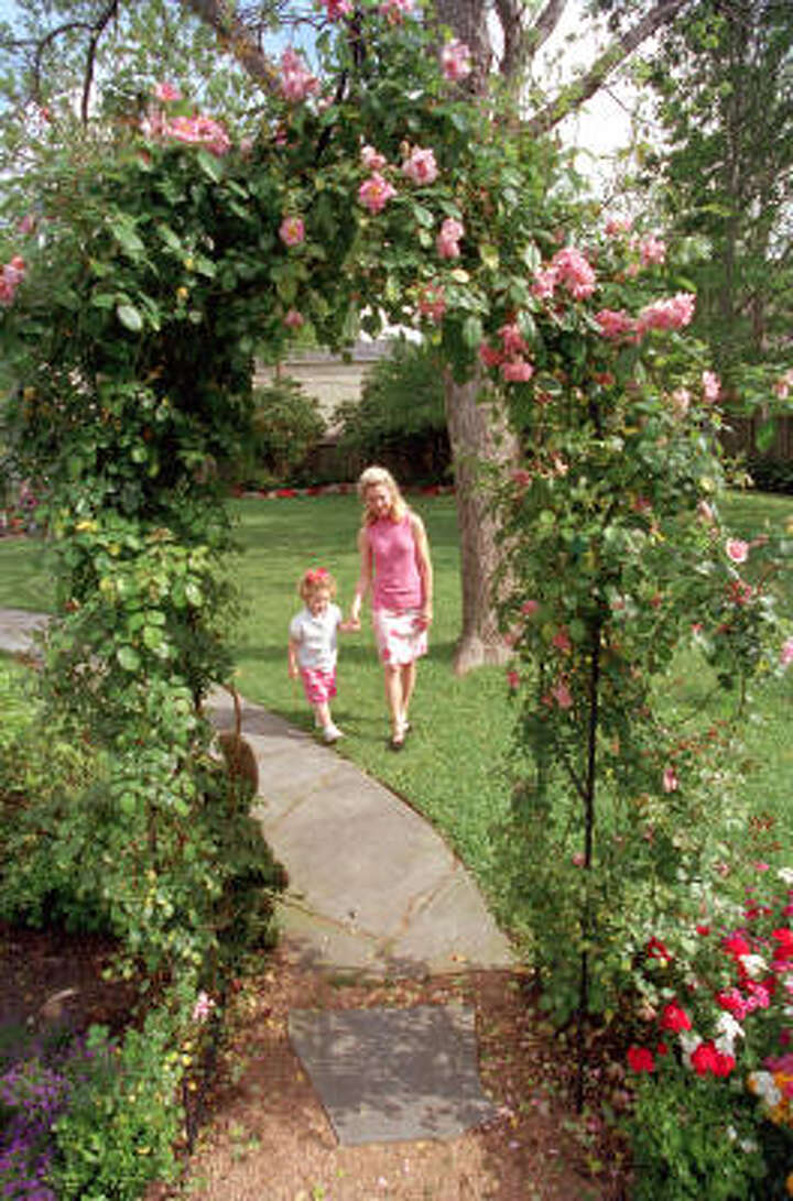 Climbing roses