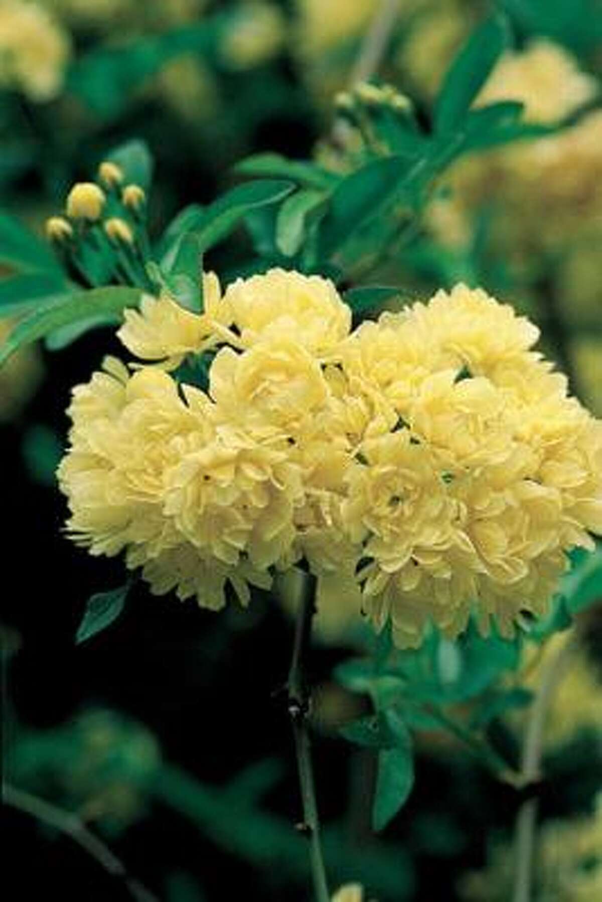 Climbing roses