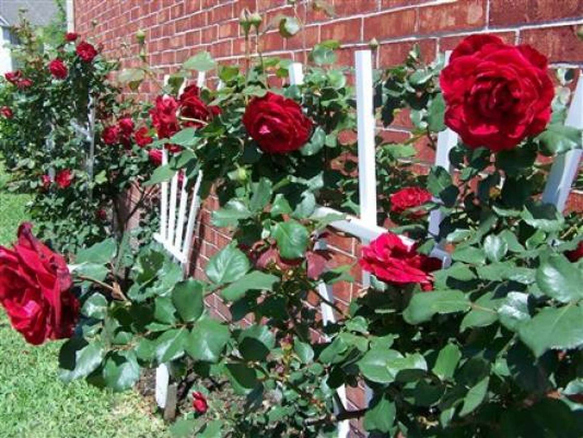 Climbing roses