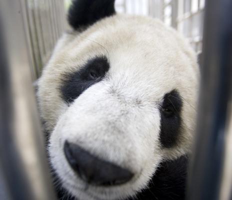 Panda killed in China earthquake laid to rest