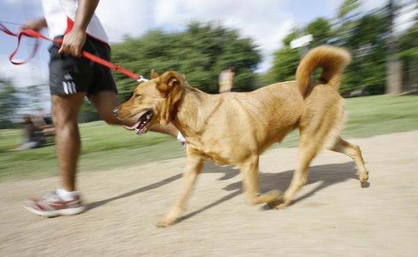 When running with dogs, exercise with care