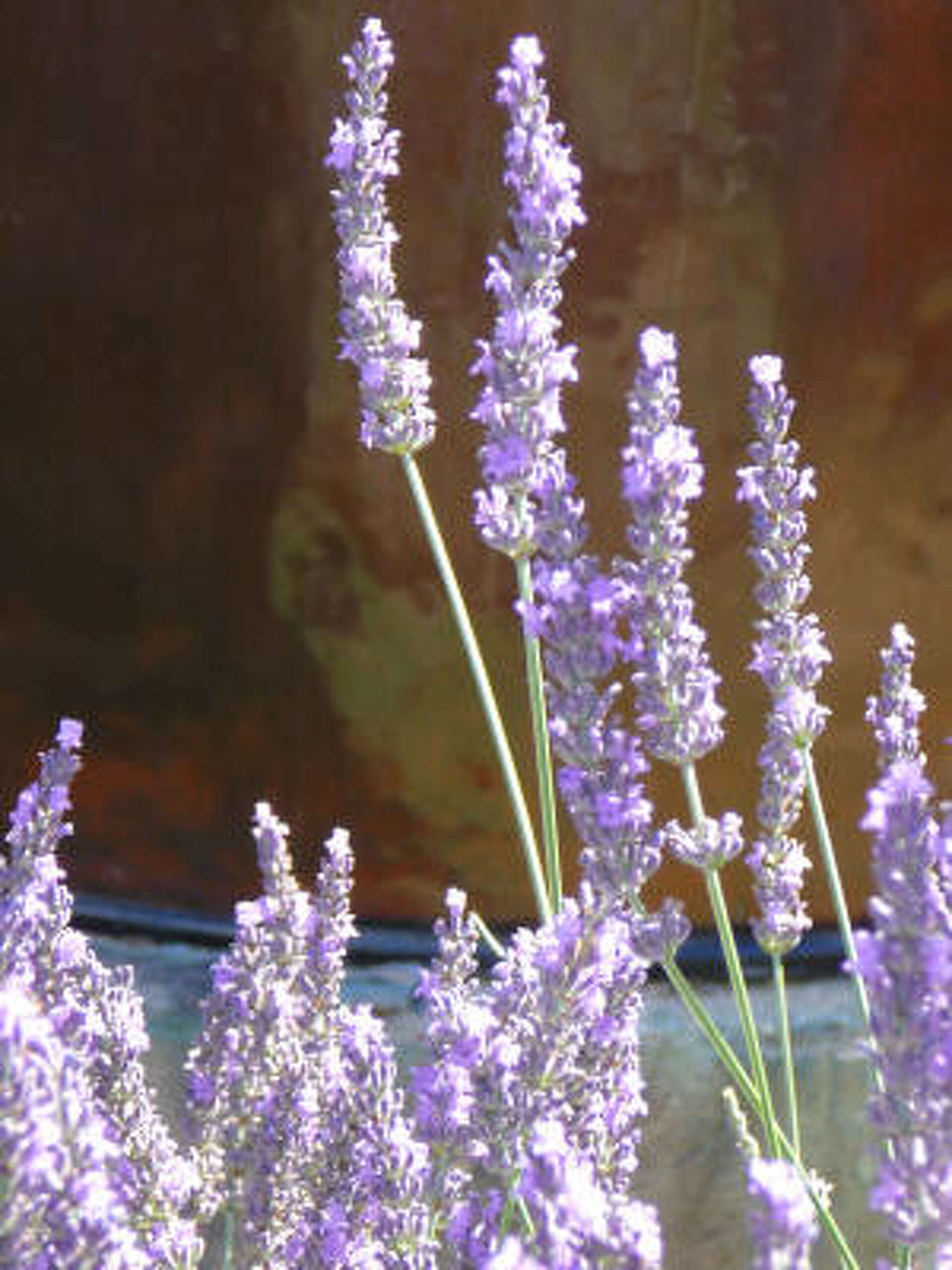 Lost in the land of lavender