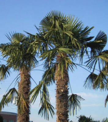 Palms
