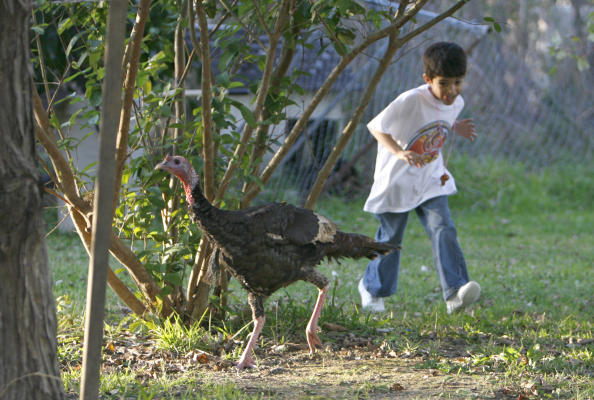 Listening to pet turkey helps boy hone his winning gobble