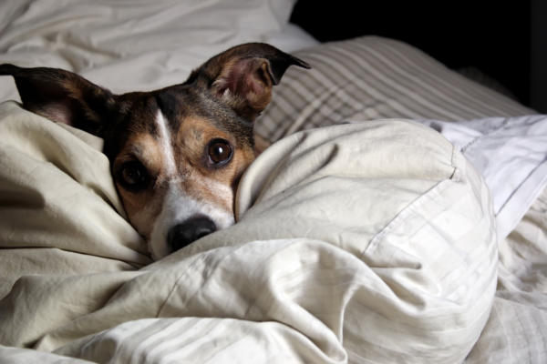 Give a dog a break if it stays home alone