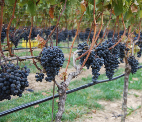 Cajoling wine from New York