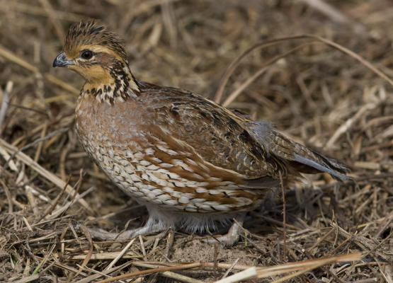 Texas ranchers work to bring back threatened quail