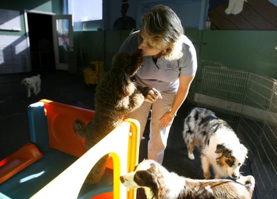 Learning how to speak a dog's language