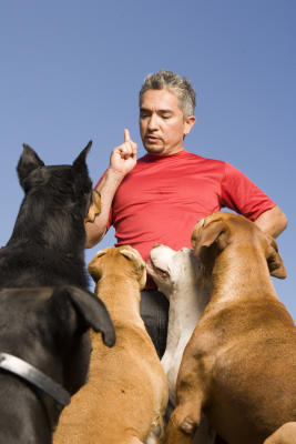 Cesar Millan is the leader of the pack