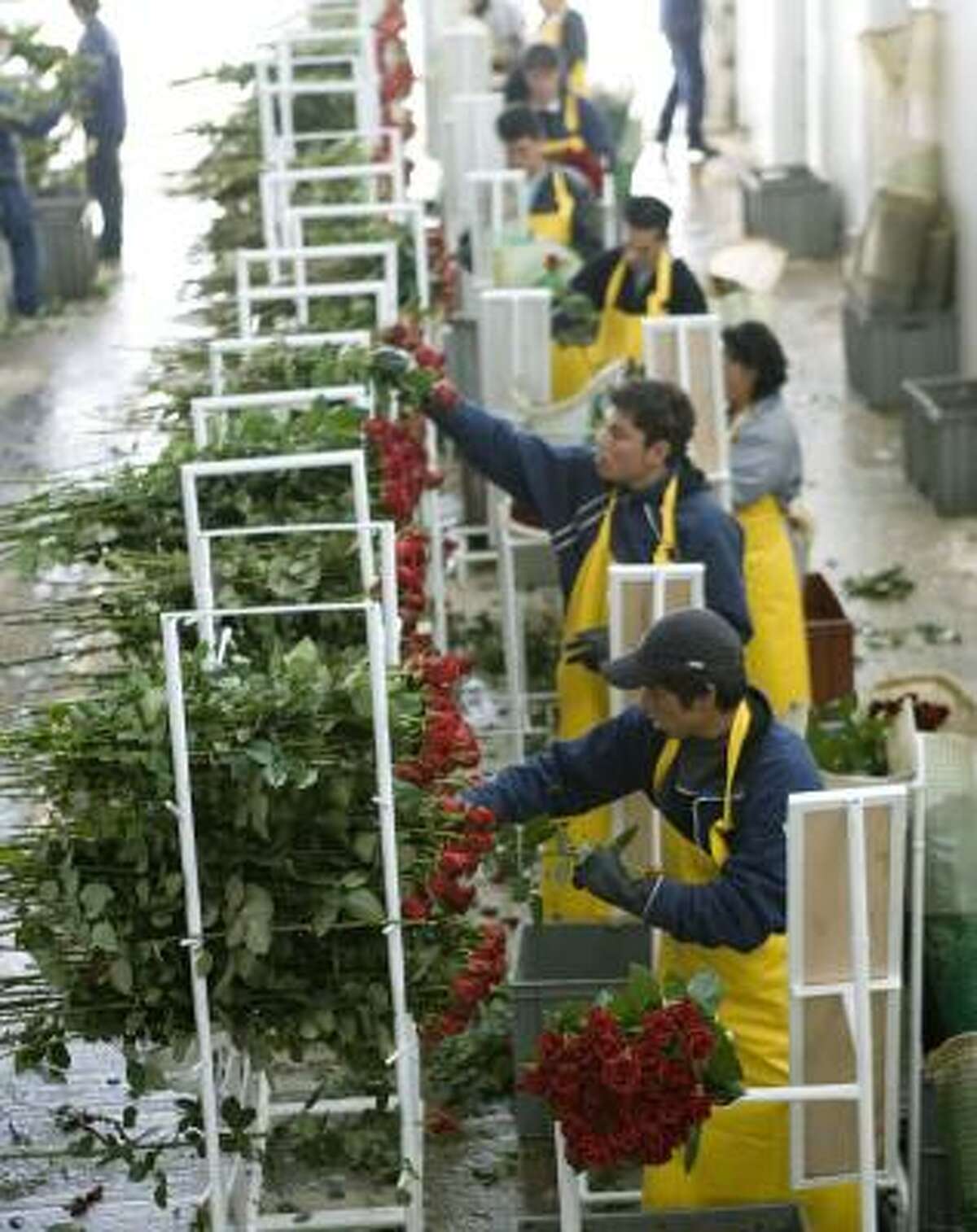 U.S. slowdown bad news for Colombia flower growers