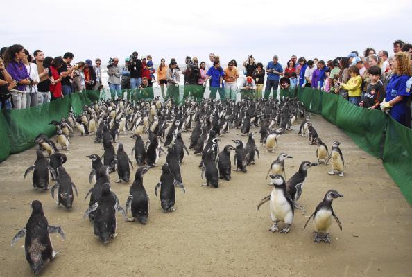 Penguins stranded in Brazil released closer to home