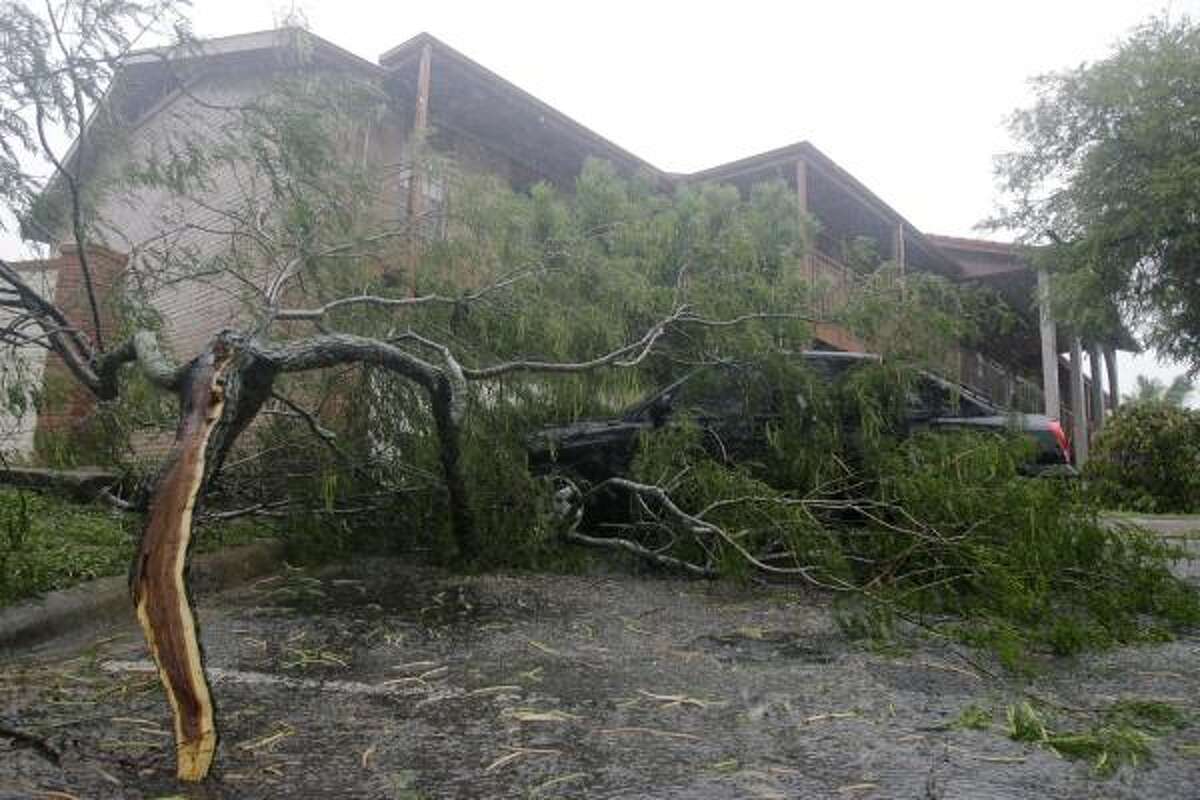 How to protect trees from hurricanes