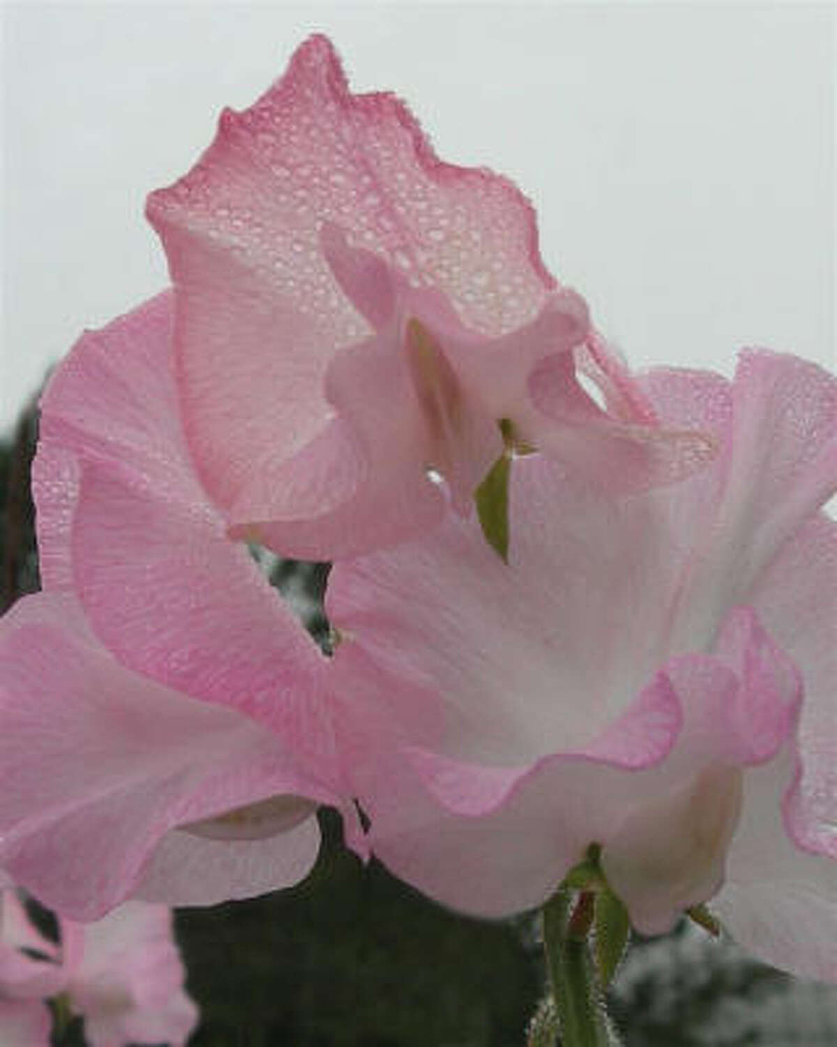 Sow sweet peas for a bit of nostalgia