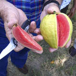 Urban Harvest: Tropical fruit will love your backyard - Houston Chronicle