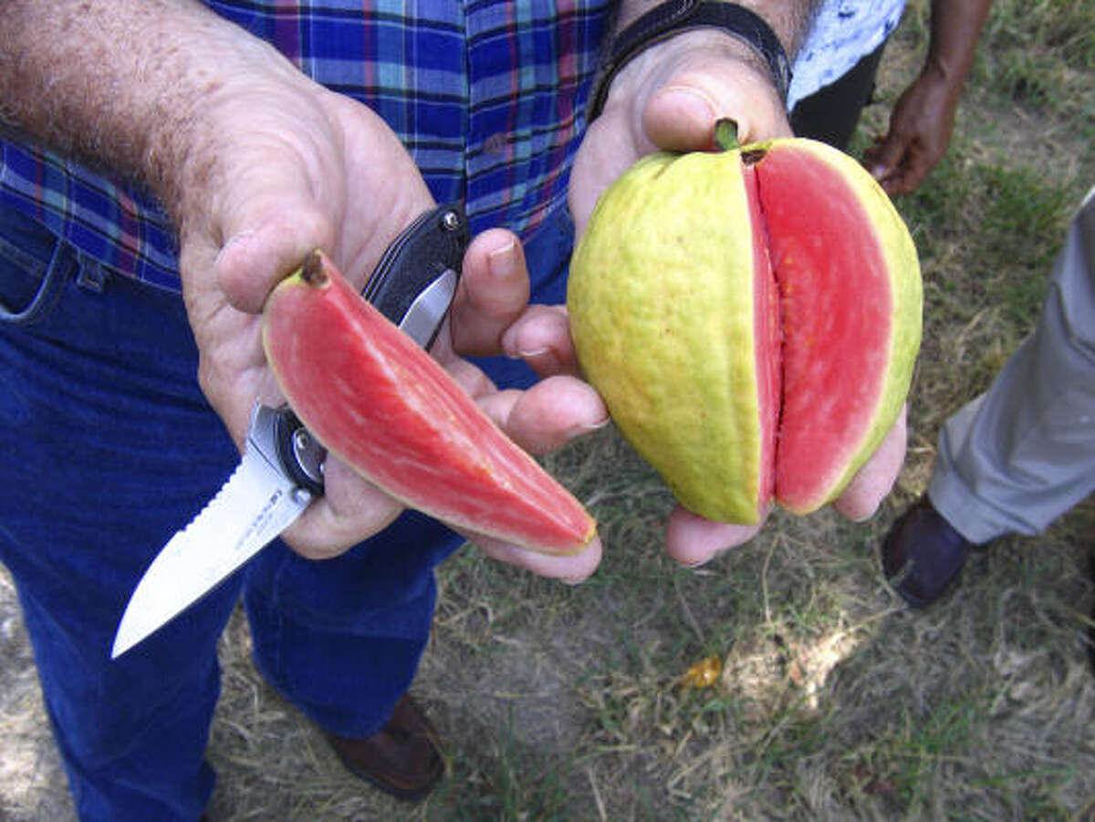 Urban Harvest: Tropical fruit will love your backyard