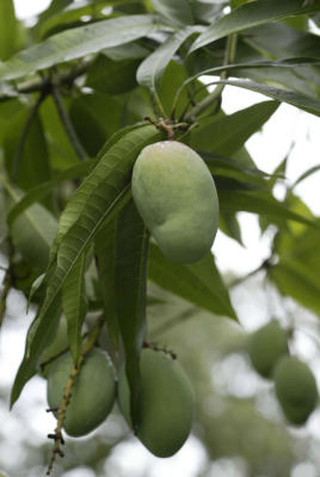 Urban Harvest: Tropical fruit will love your backyard