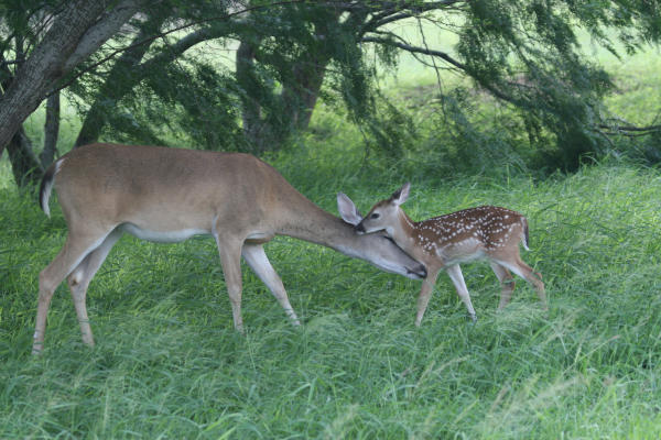OUTDOORS: Surviving a struggle for fawns