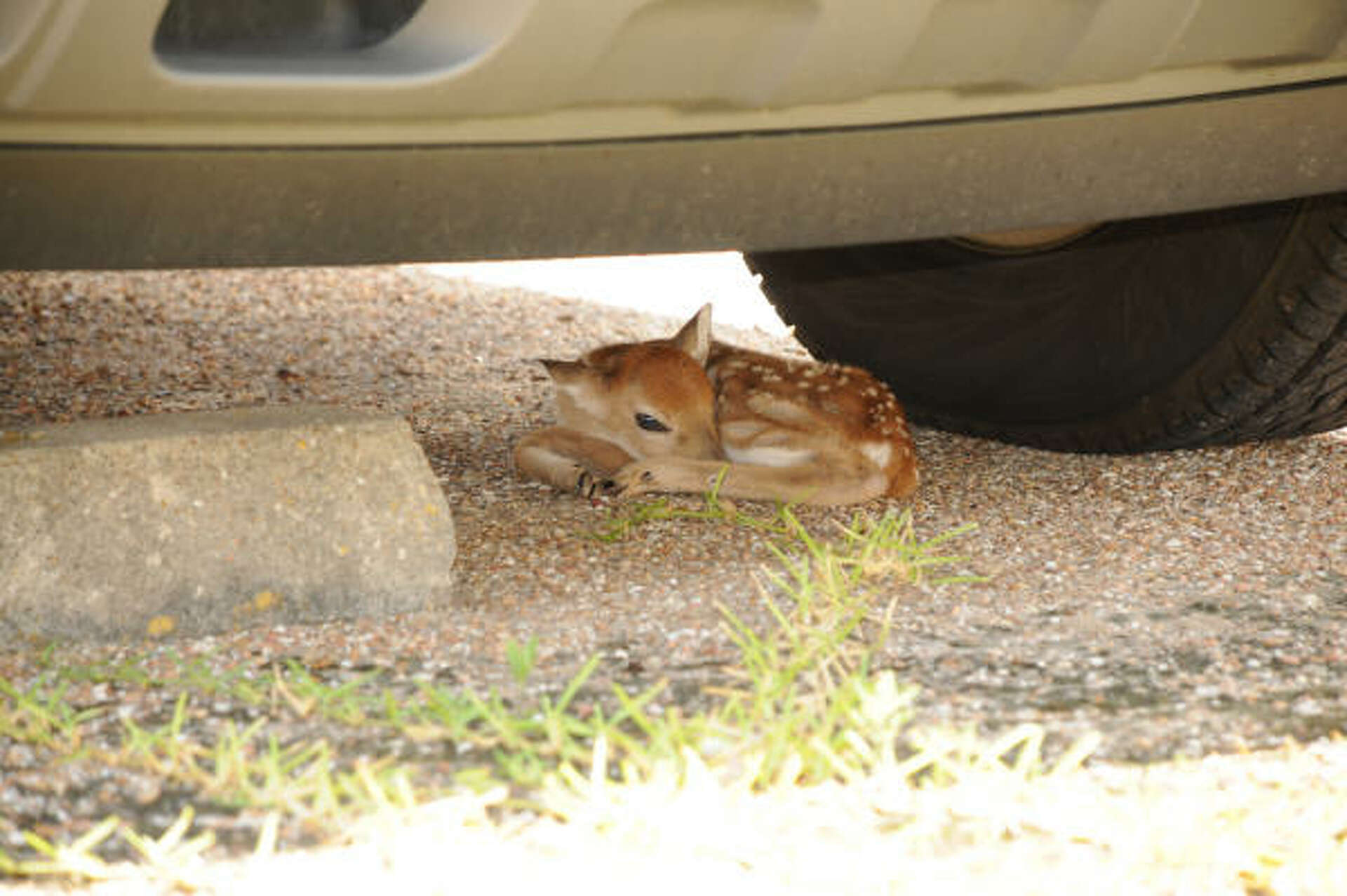 OUTDOORS: Surviving a struggle for fawns