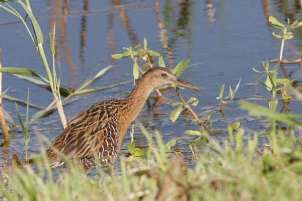Nature: It takes a quick eye to spot a rail