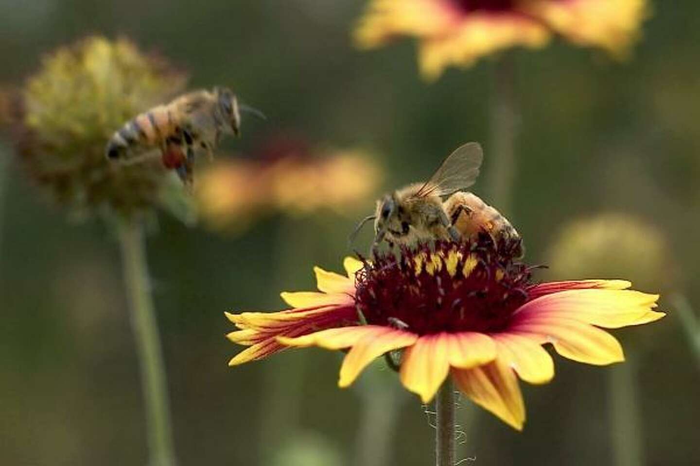 Your garden can give a boost to wild bees