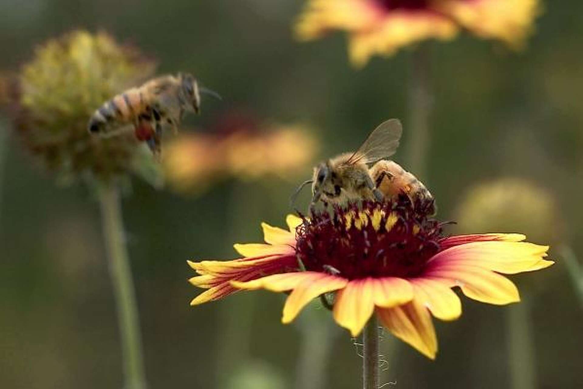 Your garden can give a boost to wild bees