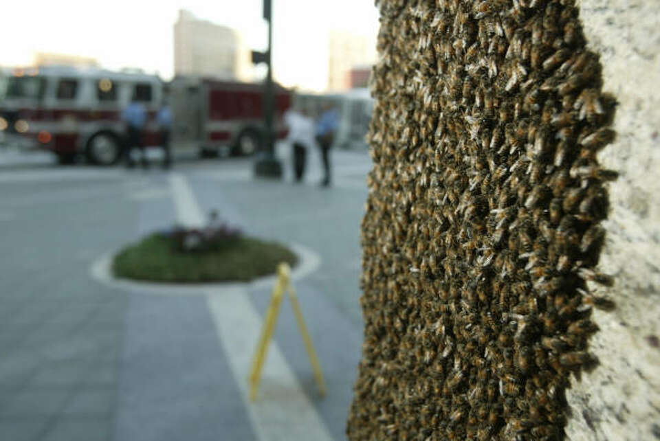 Your garden can give a boost to wild bees