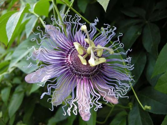 Our favorite garden sparklers